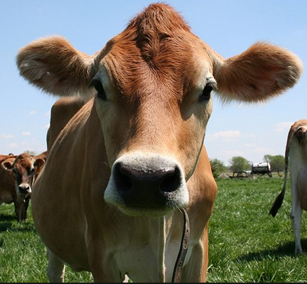 Pobjoy Niagara Mark V | This Day in Aviation